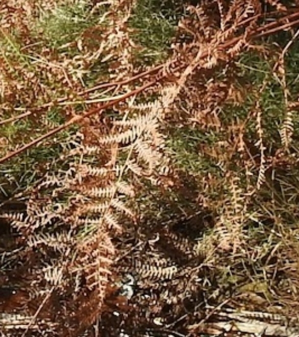 European royal fern from Riserva Naturale Regionale Tor Caldara on ...