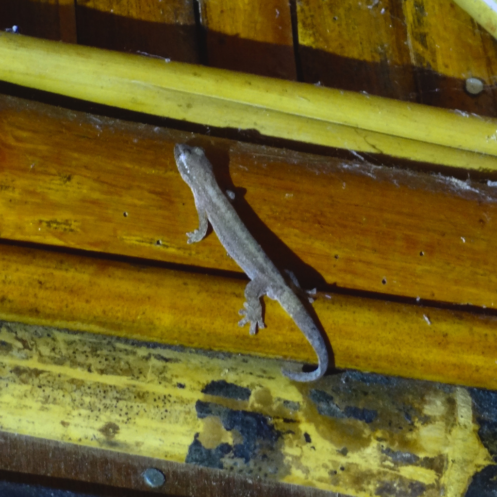 Micronesian Scaly-toed Gecko from Ngerekebesang, Palau, PW on August 27 ...