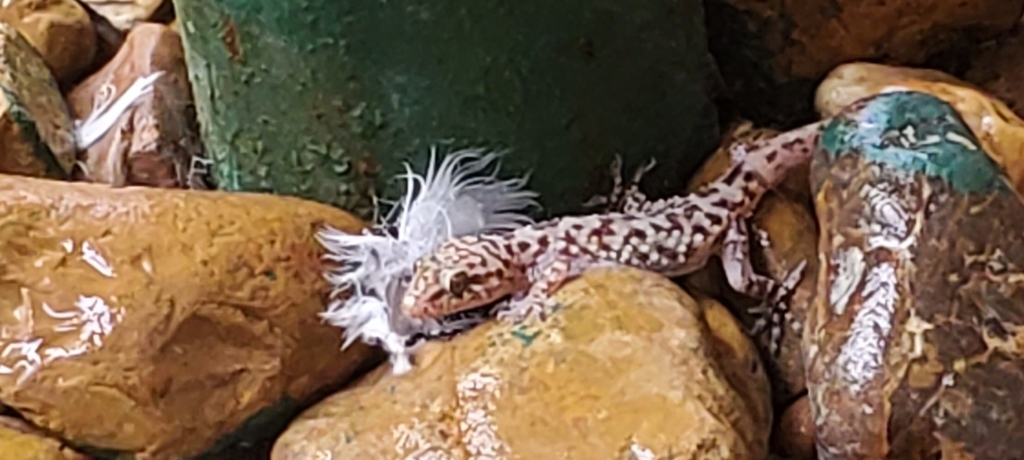 Mediterranean House Gecko from Addicks / Park Ten, Houston, TX, USA on ...