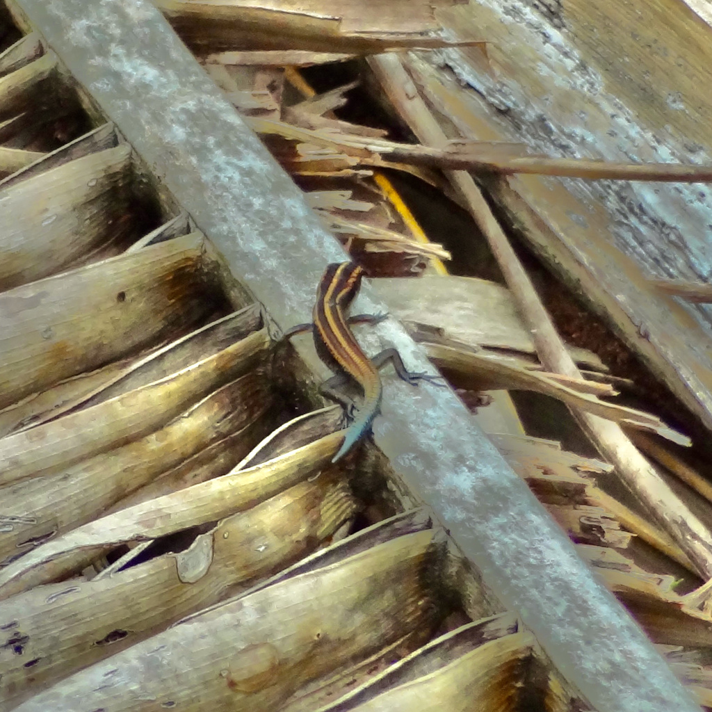Pacific Bluetail Skink from Ngerekebesang, Palau, PW on August 27, 2023 ...