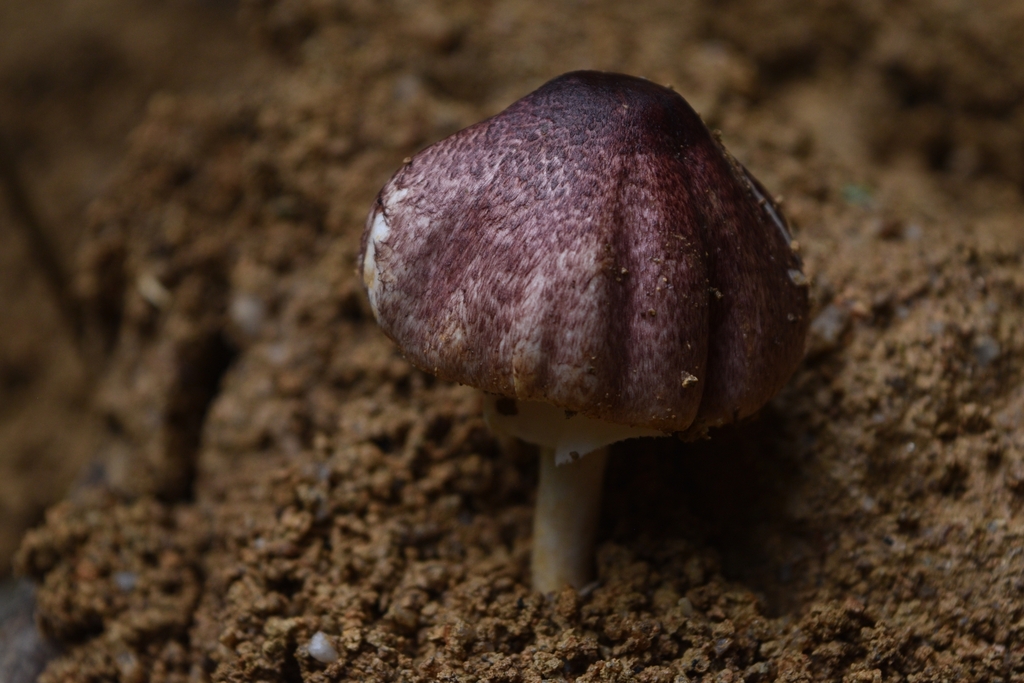 Micropsalliota from San Rafael, Antioquia on June 24, 2023 at 12:08 PM ...