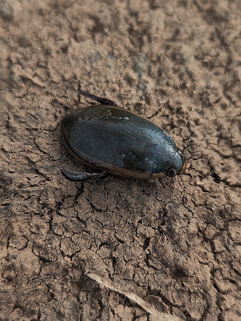 Cybister from Devarapalli on July 1, 2023 by Ravi teja G · iNaturalist