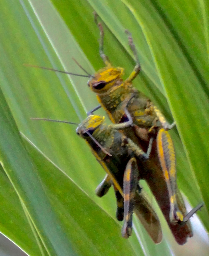 Valanga nigricornis rammei from Ngerekebesang, Palau, PW on August 24 ...