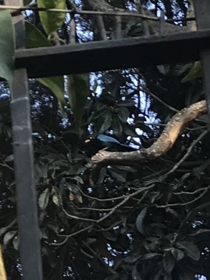 Bushy-crested Jay from Las Villas, Guatemala City, Guatemala, GT on ...