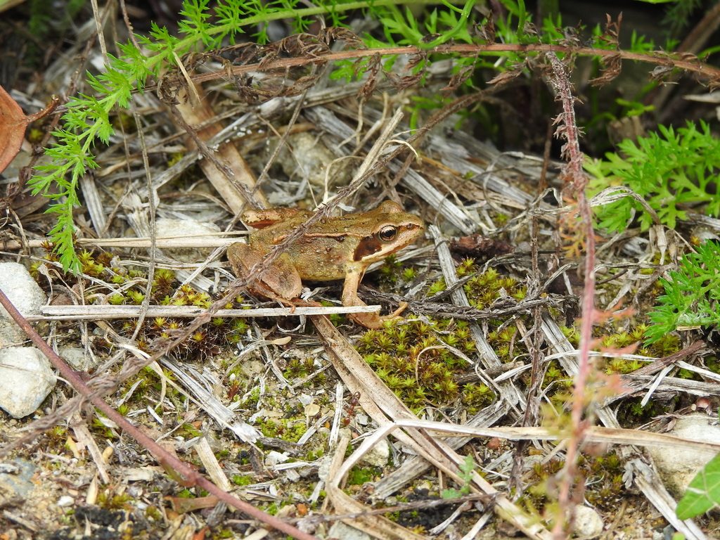 European Common Frog from Norfolk, UK on August 28, 2023 at 11:09 AM by ...
