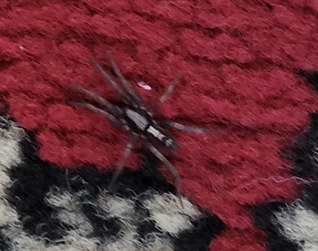 Eastern Parson Spider in August 2023 by Louis · iNaturalist