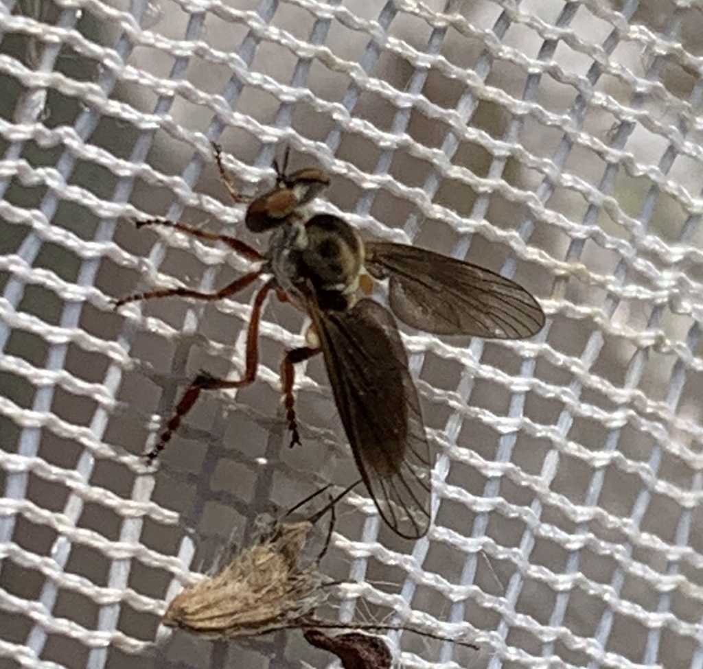 Gnat Ogres from Pennsylvania Ave, Erie, PA, US on August 28, 2023 at 04 ...