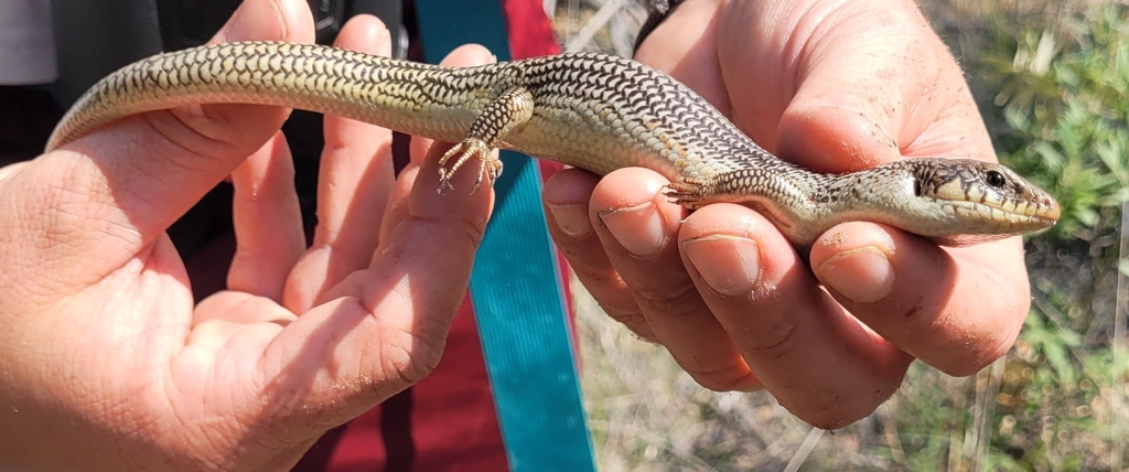 Great Plains Skink from Fort Davis, TX 79734, USA on August 27, 2023 at ...