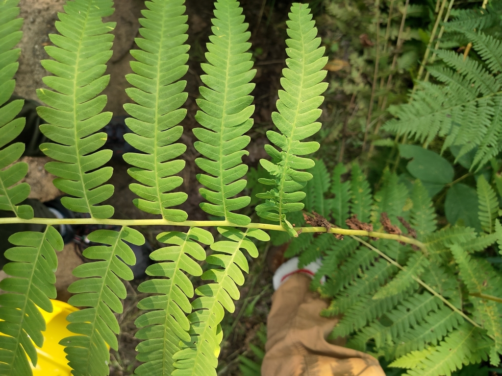 interrupted fern from Oliver Paipoonge, ON, Canada on August 31, 2023 ...
