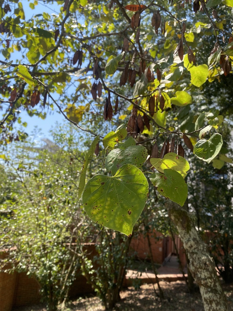 eastern redbud from Mississippi State University, Starkville, MS, US on ...
