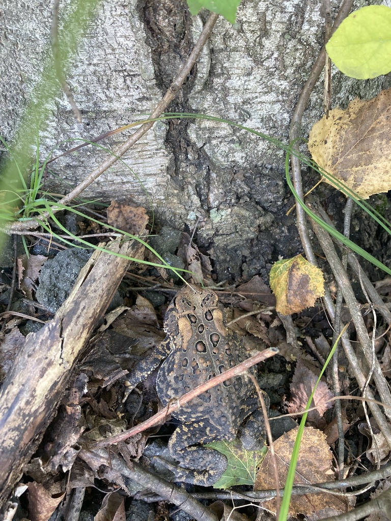 American Toad from N Main St, Taylor, PA, US on August 31, 2023 at 01: ...
