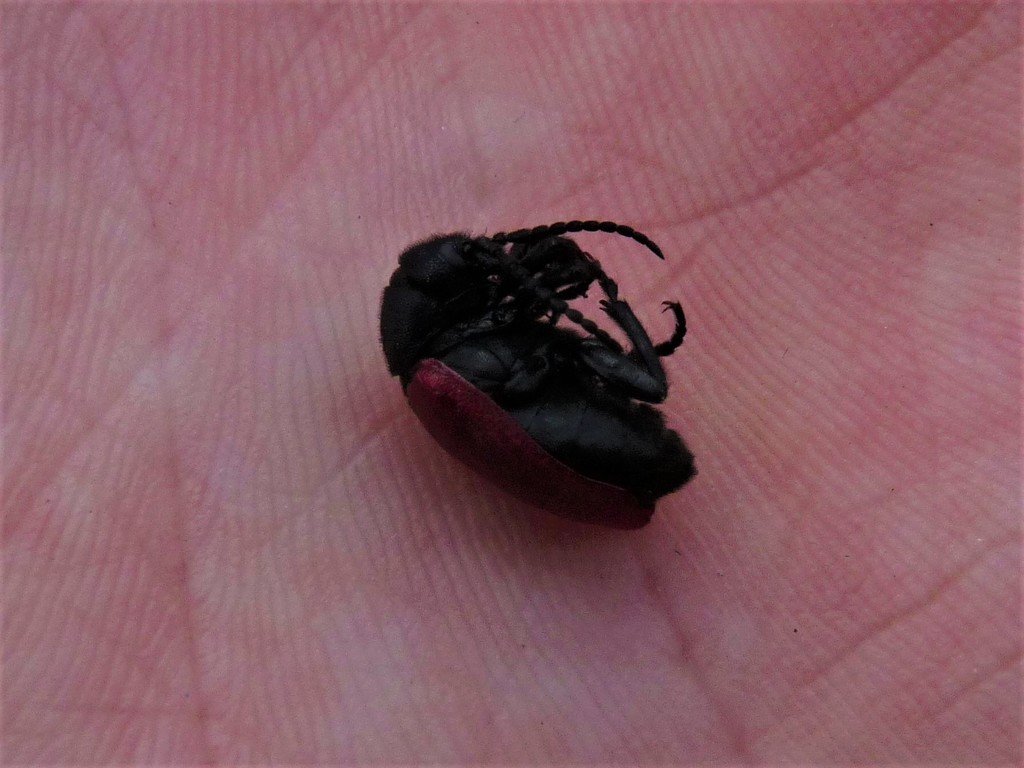 Blood-winged Blister Beetle from Bristol, TN, USA on February 15, 2019 ...