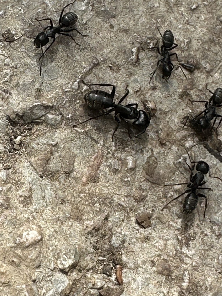 Hairy Carpenter Ant from Chemin Frédéric Nietzsche, Èze, Provence-Alpes ...