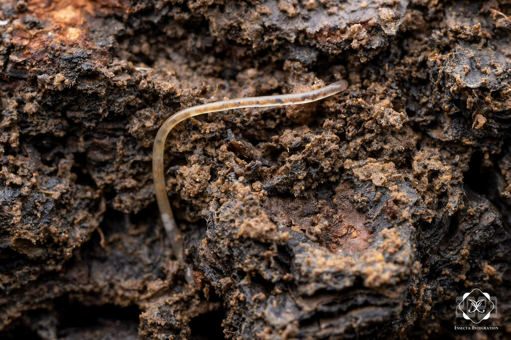 Potworms from 中国江苏省南京市玄武区 on August 31, 2023 at 02:11 PM by Winsten ...