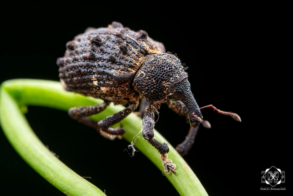 Desmidophorus hebes from 中国江苏省南京市玄武区 on August 31, 2023 at 05:13 PM by ...