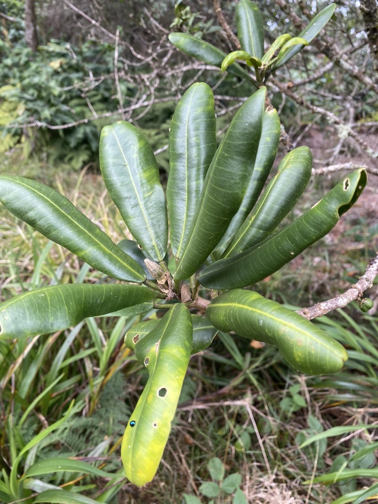 kukaemoa in August 2023 by Nathaniel Watkins · iNaturalist