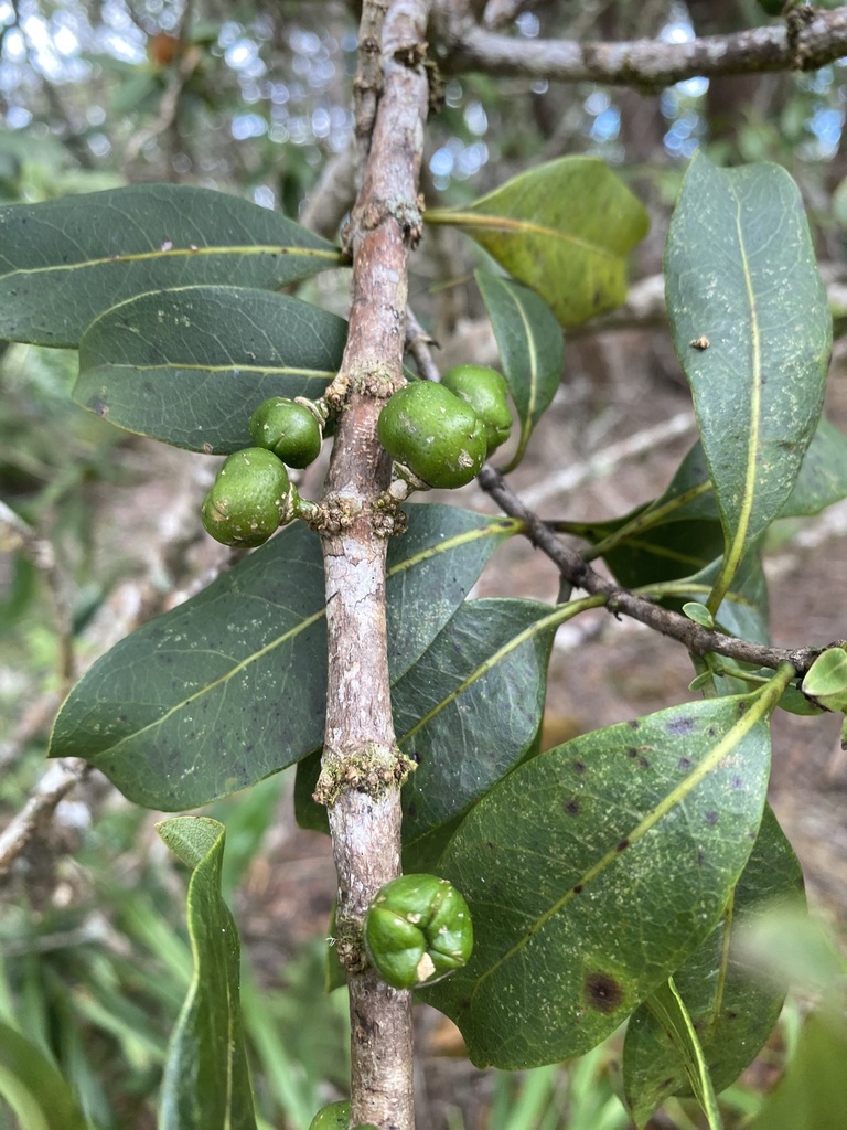 kukaemoa in August 2023 by Nathaniel Watkins · iNaturalist