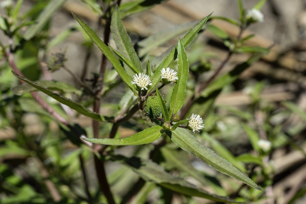 false daisy from Croton Bay, Croton-on-Hudson, NY, US on August 23 ...