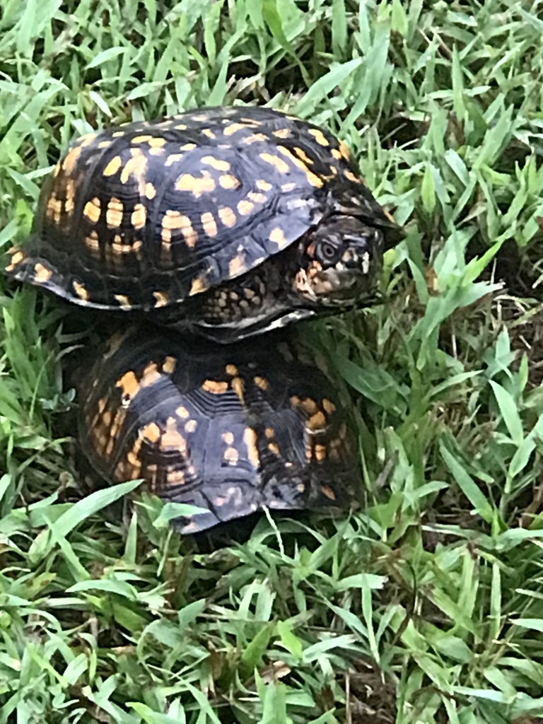Eastern Box Turtle in August 2023 by sammyisafuzzydog. Marvin and Danni ...