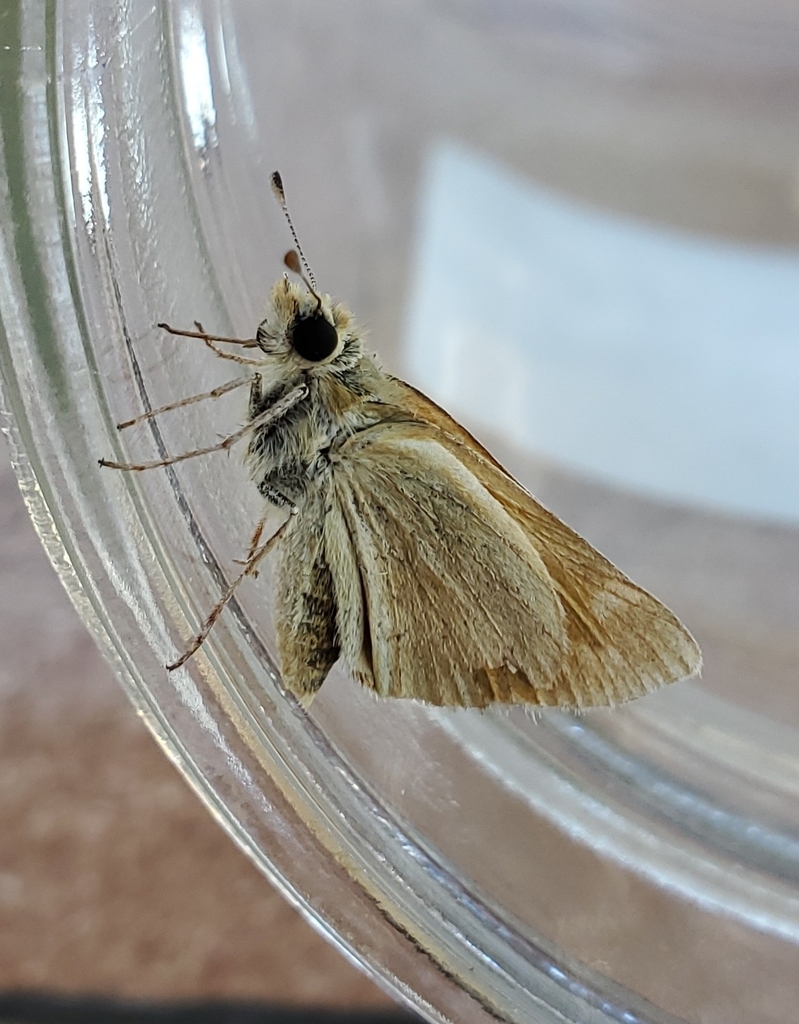 Woodland Skipper from Craig, CO 81625, USA on August 31, 2023 at 12:16 ...