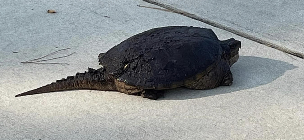 Common Snapping Turtle from Leland, NC, US on August 31, 2023 at 03:39 ...