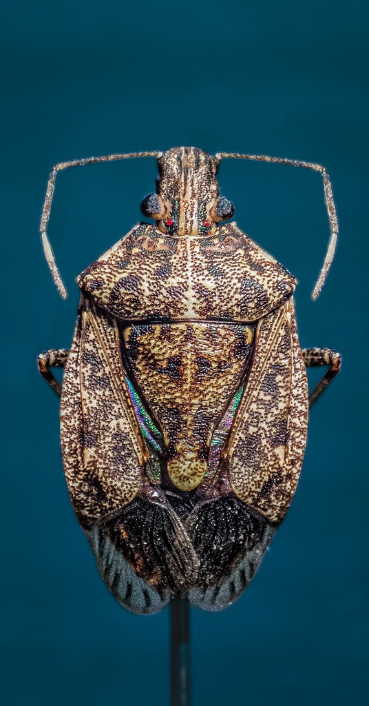 Halyomorpha picus from National Institute of Oceanography HQ Goa on ...