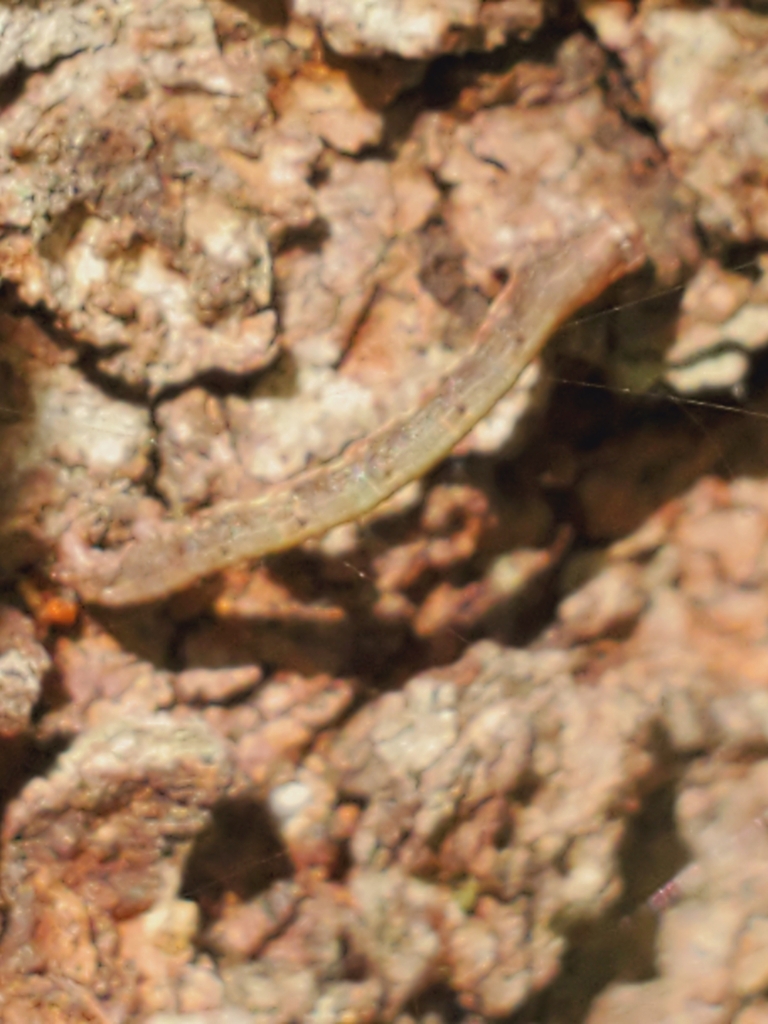 Ennominae from Edgewater, MD, USA on August 31, 2023 at 04:16 PM by ...