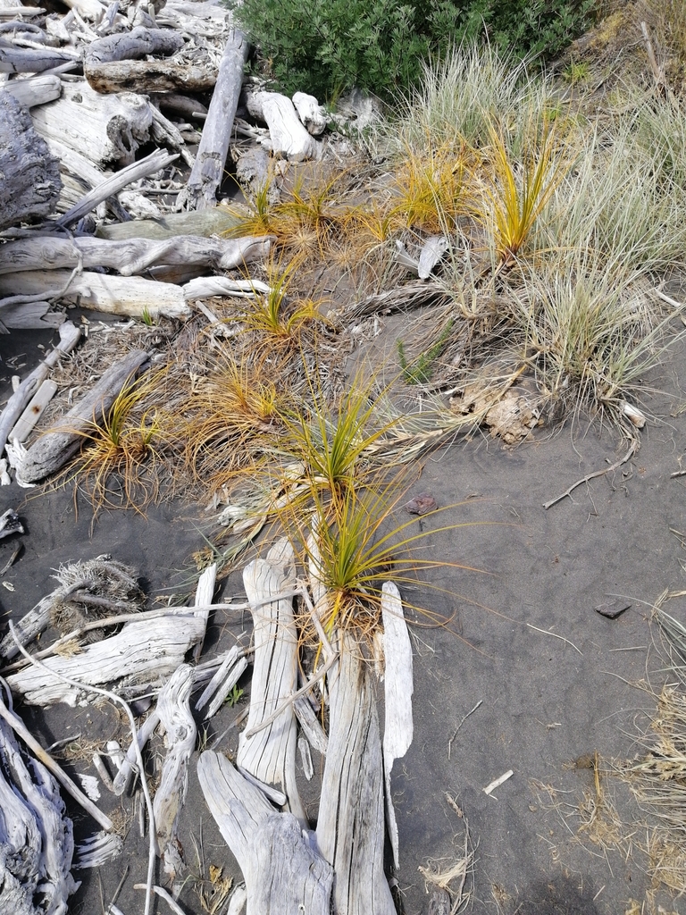 Pingao from 31 WASHER Rd, Omata 4374, New Zealand on February 18, 2019 ...