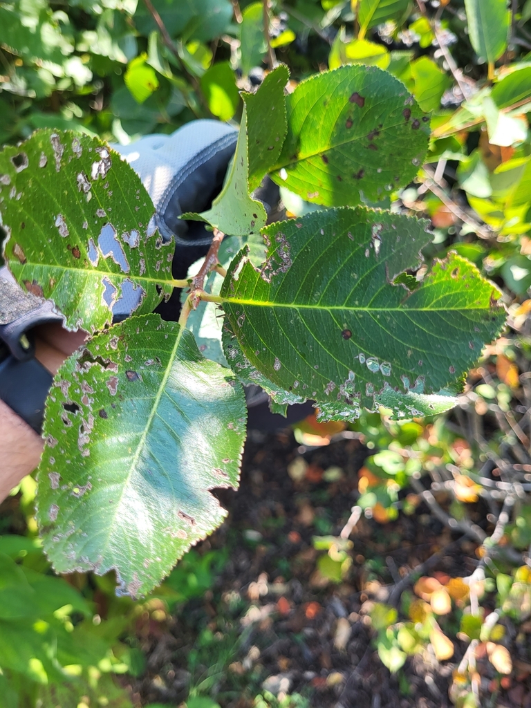 Amygdaloideae in August 2023 by Louis · iNaturalist