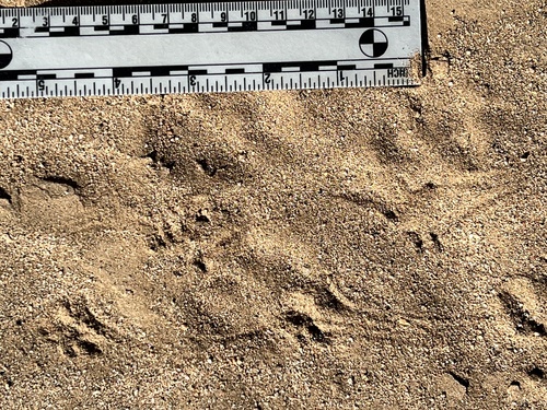 iNaturalist Tracking Database – NatureTracking