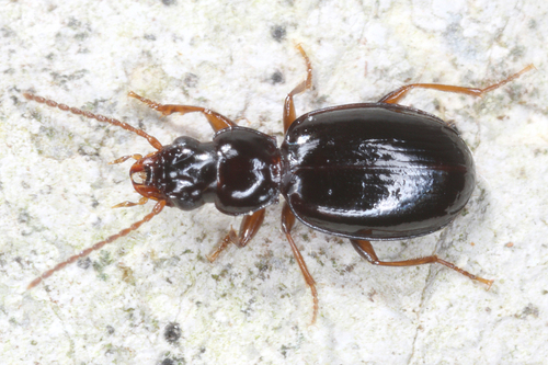 Trechus glacialis · iNaturalist