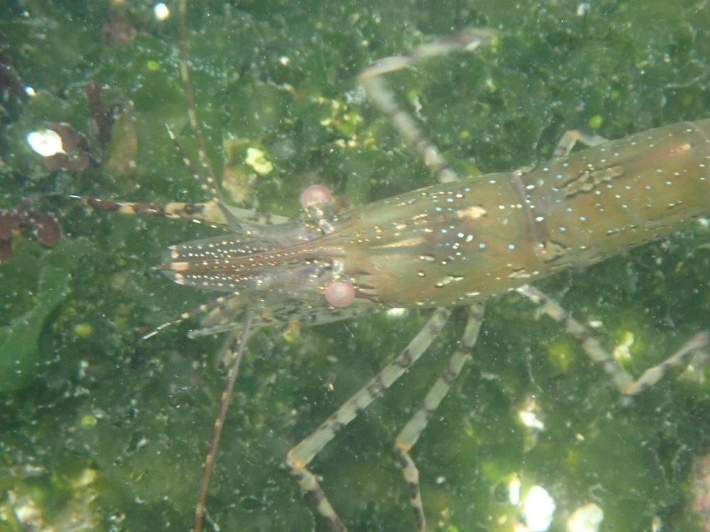 Dock Shrimp from Cullen Harbour, Mount Waddington A, BC, CA on August ...