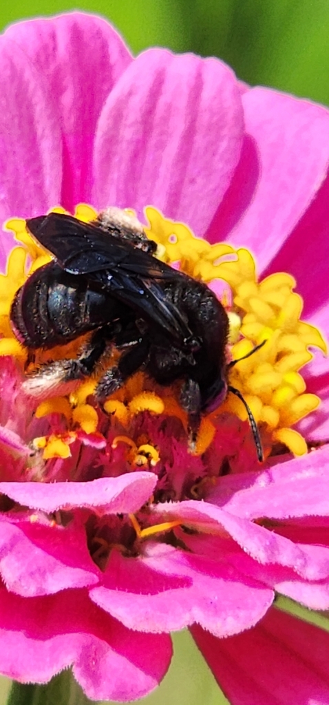 Two-spotted Longhorn Bee in May 2023 by Quentin Fairchild · iNaturalist