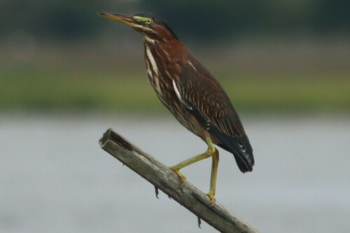 Observations by dougweiher · iNaturalist