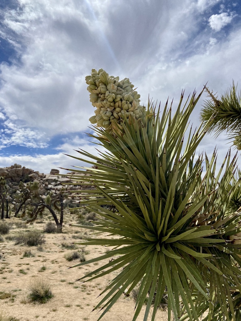 Yuccas from Desert Center, CA, US on April 12, 2023 at 02:25 PM by ...