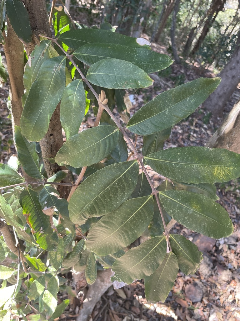 Ferny leaf Bosistoa from Bahrs Scrub, QLD, AU on September 1, 2023 at ...