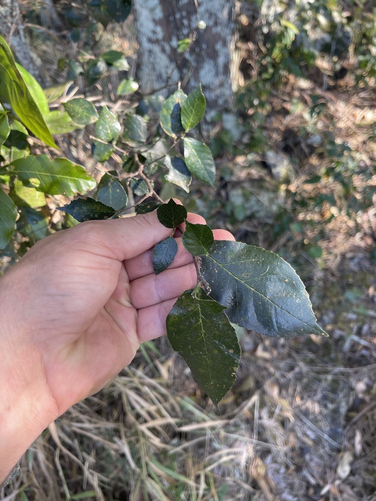 whalebone tree from Bahrs Scrub, QLD, AU on September 1, 2023 at 08:56 ...