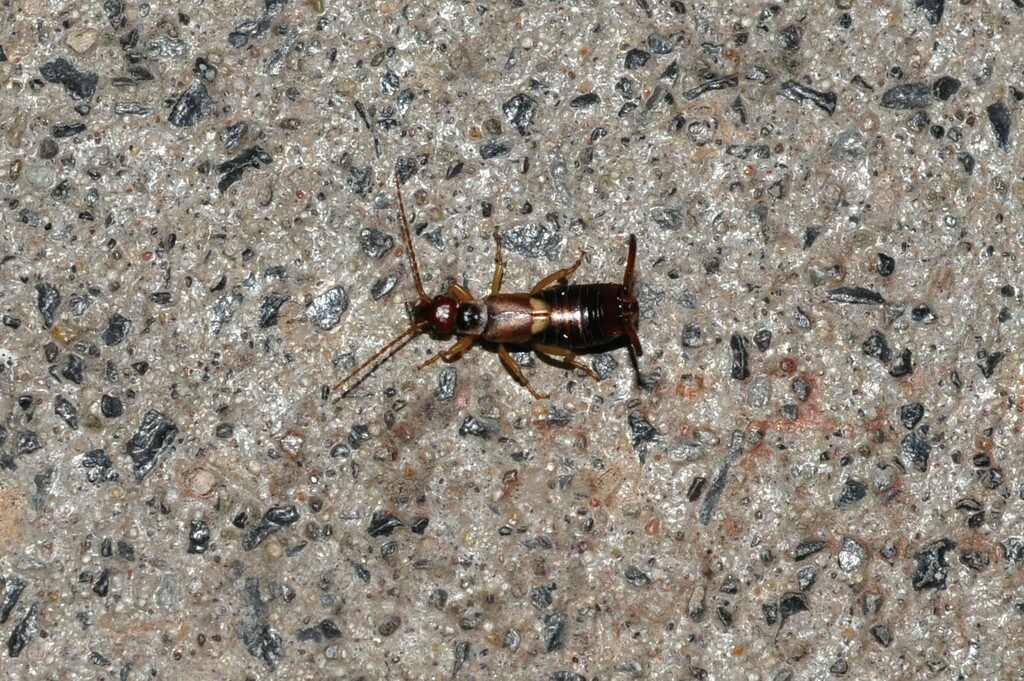 European Earwig Complex from Bugs on August 25, 2023 at 10:38 PM by ...