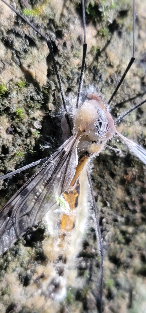 Erynia sepulchralis from Ohio on August 31, 2023 at 06:27 PM by Cindy ...