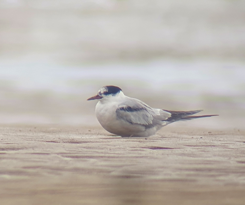 Common Tern from France on August 31, 2023 at 03:55 PM by Quentin Benet ...