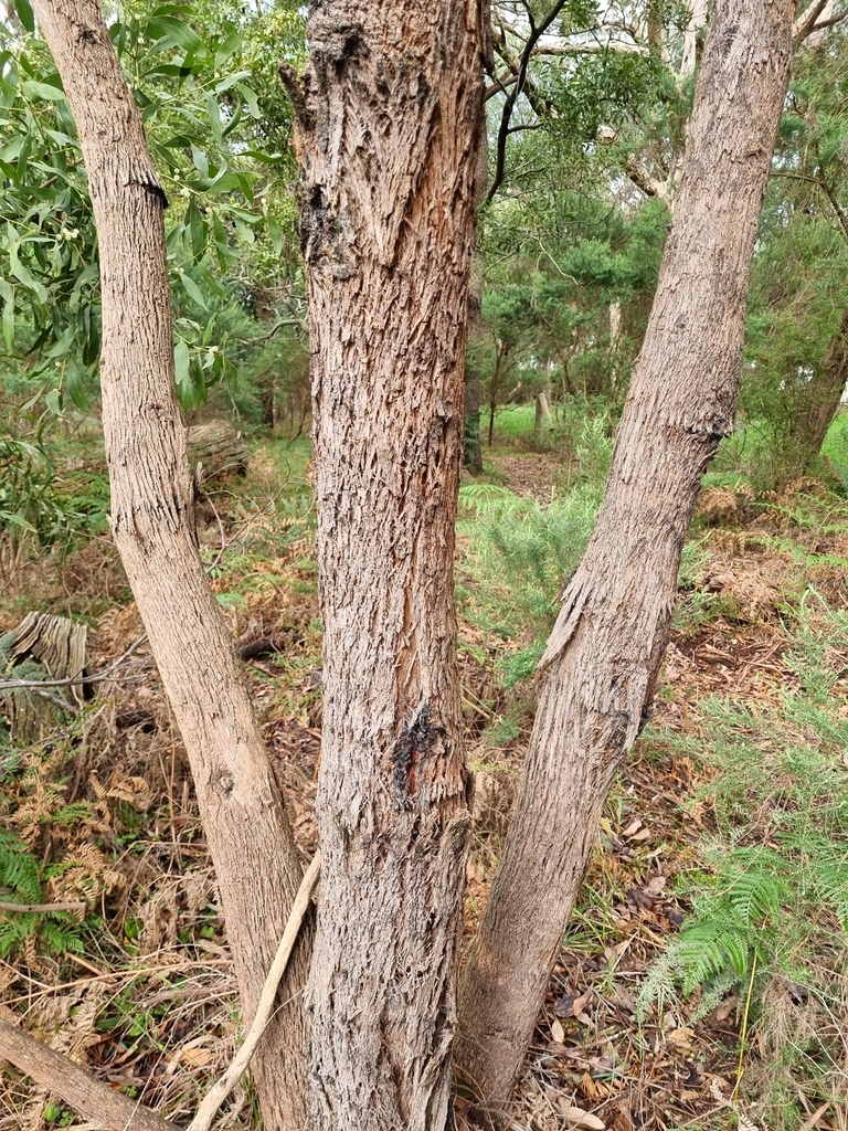 narrow-leaf peppermint gum from Arthurs Seat VIC 3936, Australia on ...