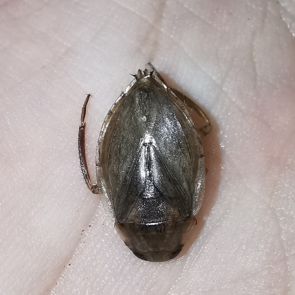 Diplonychus from 澳門機場大馬路/輕軌車廠 on September 1, 2023 at 01:17 AM by Wai ...