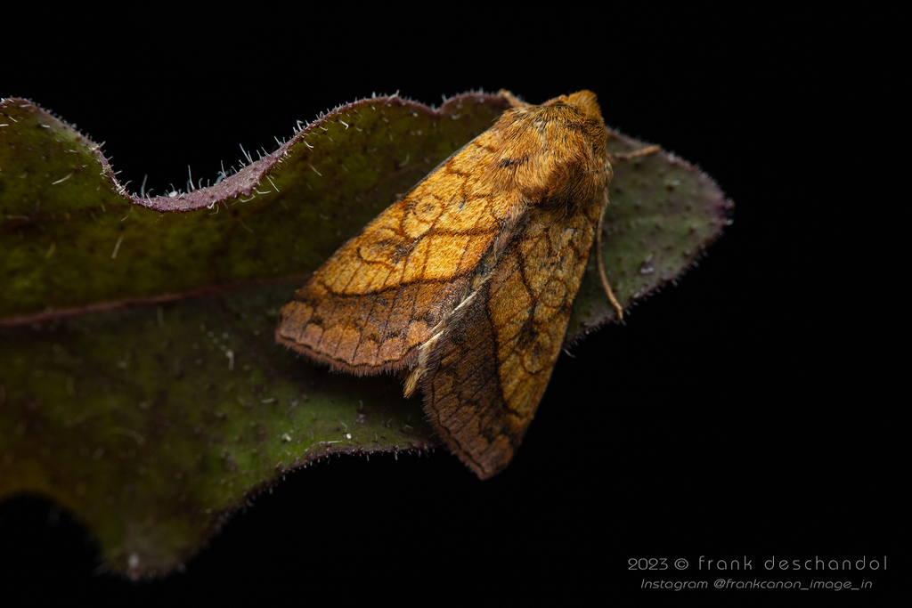 Bordered Sallow from Oudalle, France on August 31, 2023 at 11:42 PM by ...