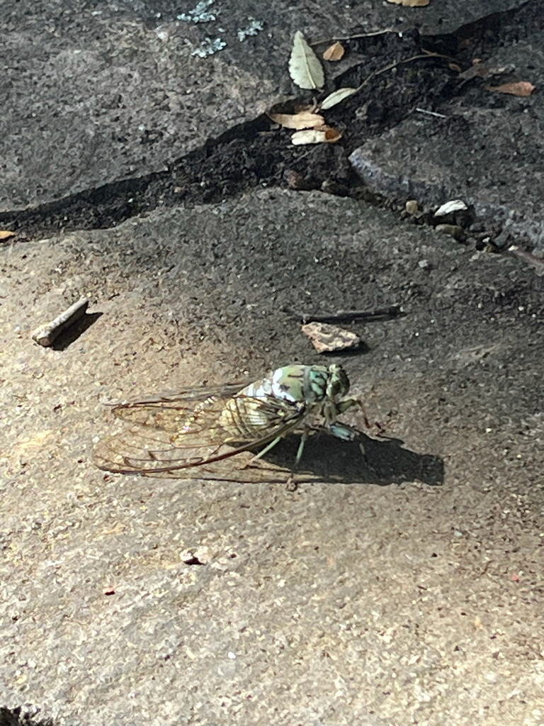 Robust Cicada from Tsukuba on August 31, 2023 at 08:24 AM by Alex B ...