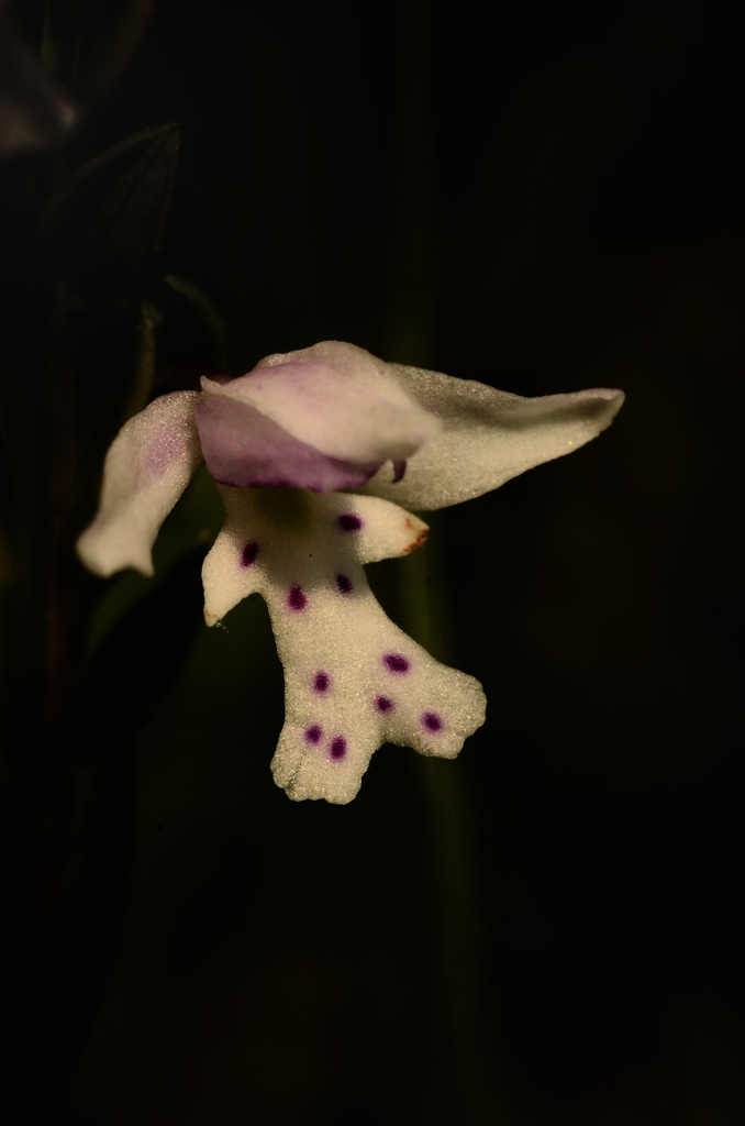 Small Round-leaved Orchid in June 2023 by Jøseph Mui. 20 flowering ...