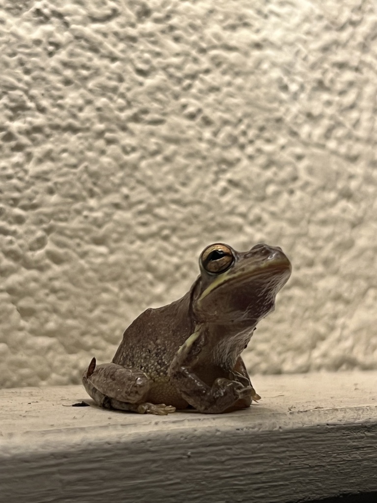 Cuban Tree Frog from Great Exuma Island, BS on August 31, 2023 at 08:50 ...