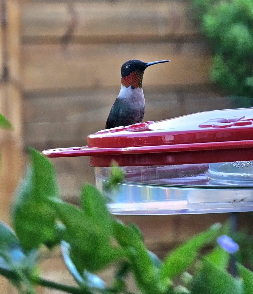 Ruby-throated Hummingbird from McAllen, TX 78504, USA by Nestor ...
