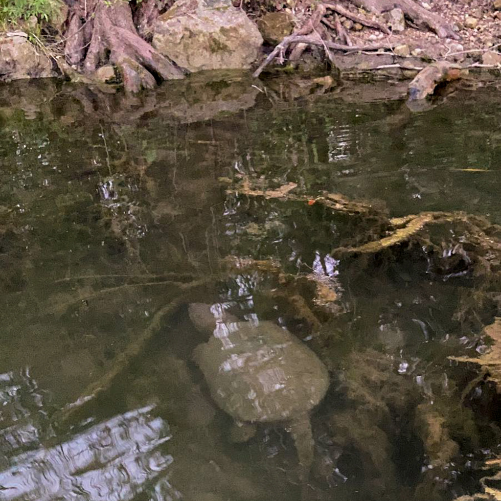 Common Snapping Turtle from Austin, TX, USA on March 14, 2020 at 07:41 ...