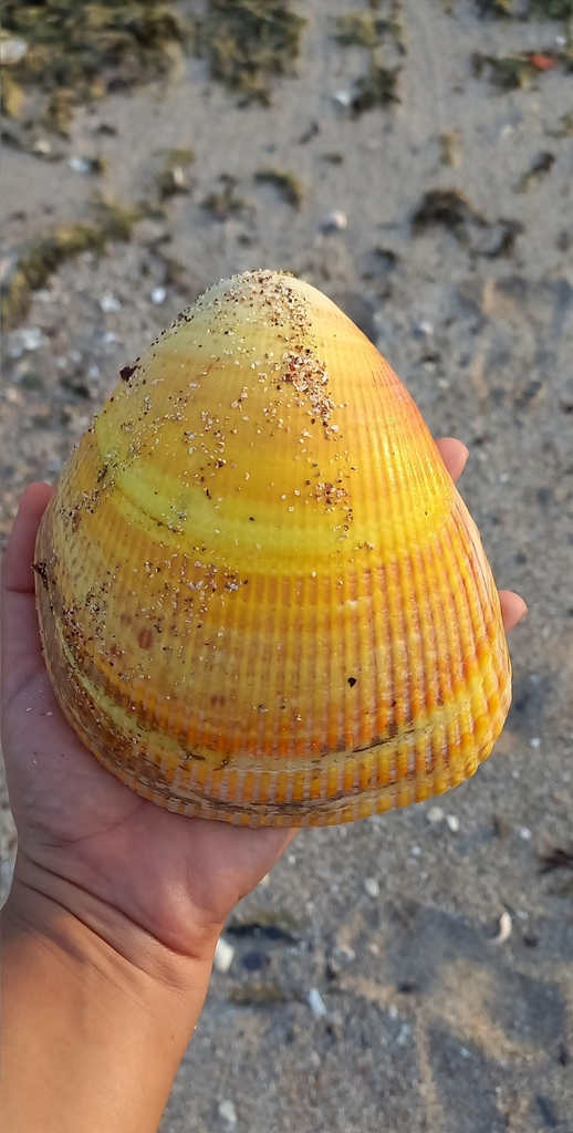Giant Egg Cockle from 85506 Son., México on August 30, 2023 at 06:06 PM ...