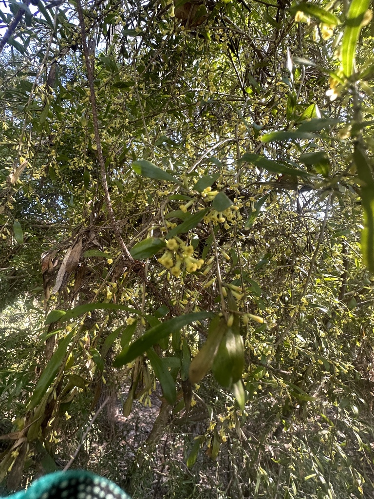 Pittosporum viscidum from Mount Samson Rd, Samford Valley, QLD, AU on ...